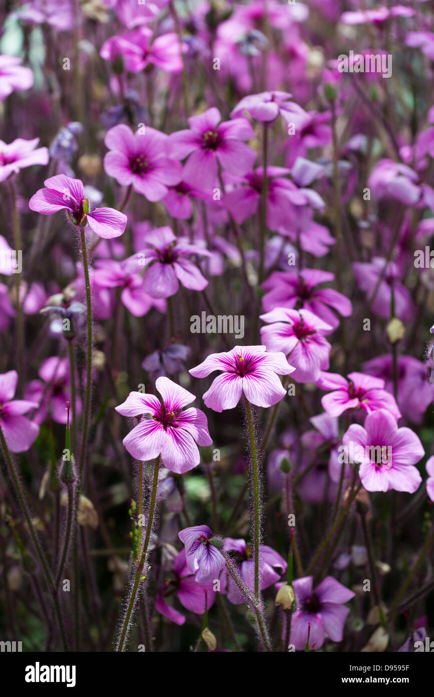 Palmatum hi-res stock photography and images - Alamy