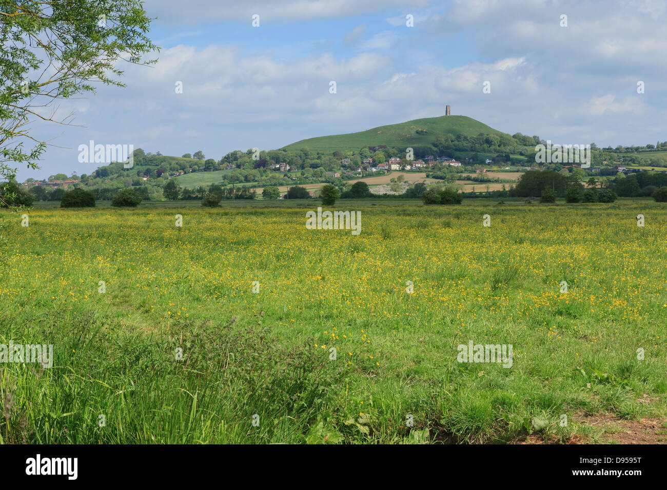 Cows grazing in water meadows yellow with buttercups and kingcups in ...