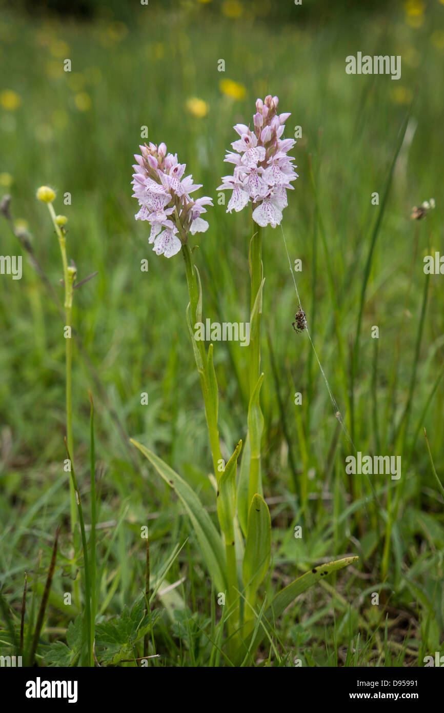 Double flower heads hi-res stock photography and images - Alamy