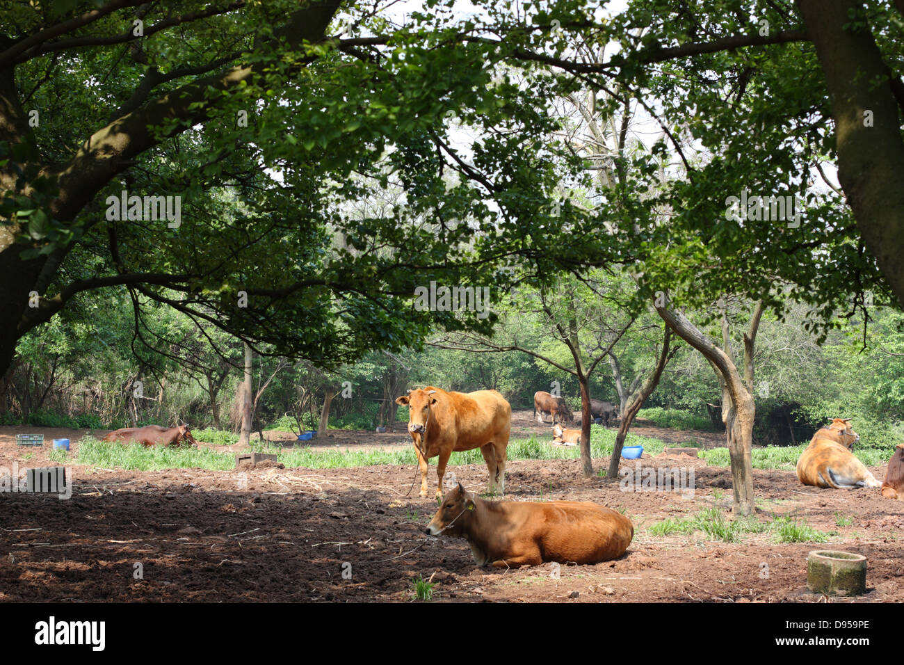 Livestock at a ranch outside Kinmen City. Kinmen County, Taiwan Stock ...