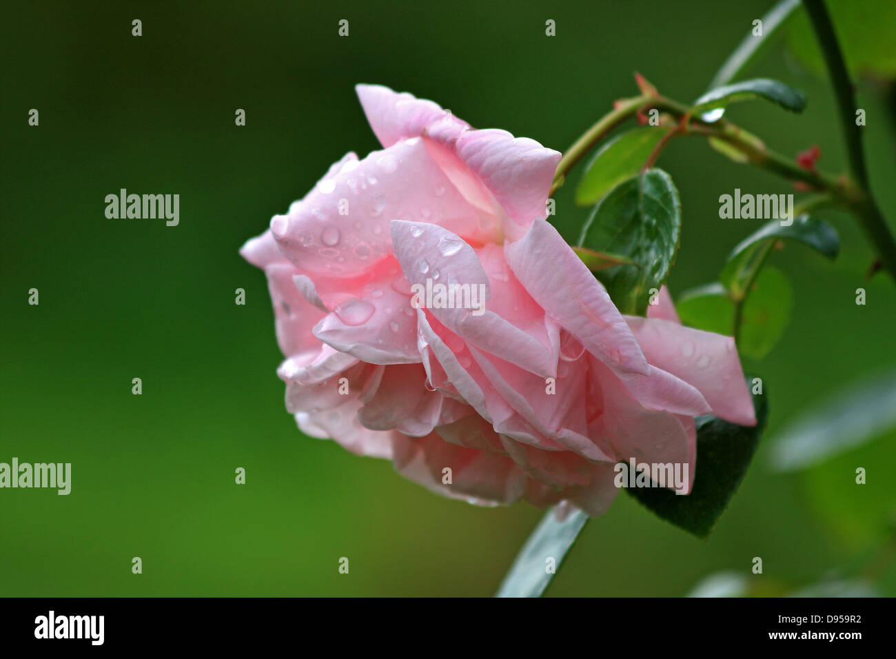 Pale pink rose covered in raindrops hi-res stock photography and images ...