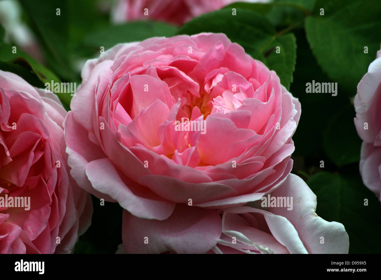 Pale pink rose hi-res stock photography and images - Alamy