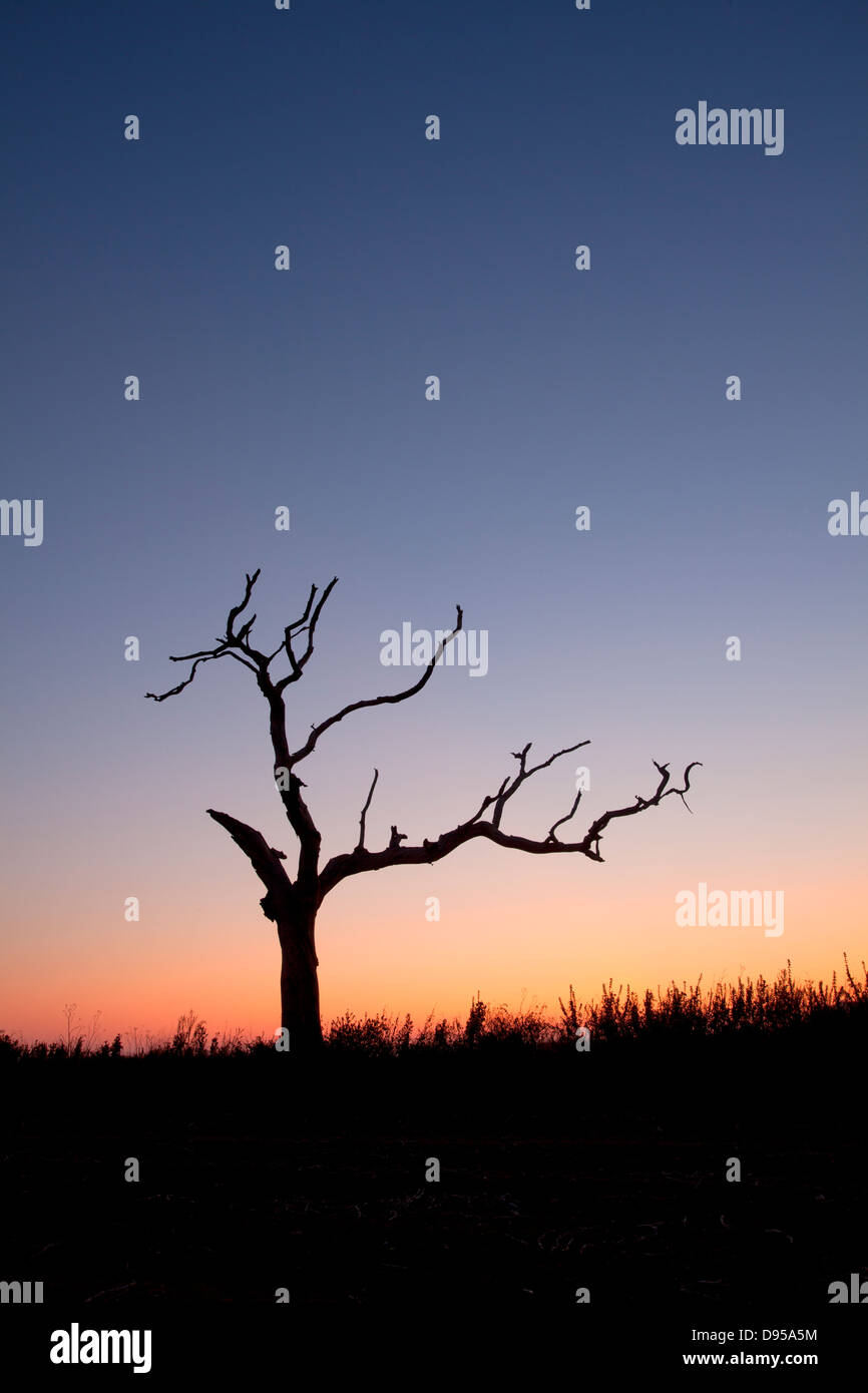 Dead tree at sunset in the Norfolk Countryside Stock Photo - Alamy