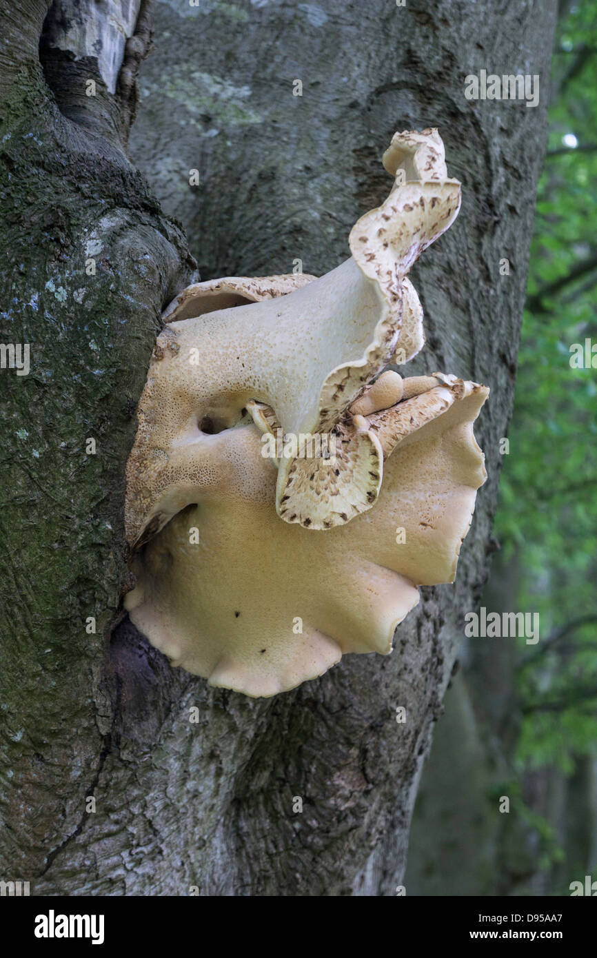 Scaly Polypore High Resolution Stock Photography and Images - Alamy