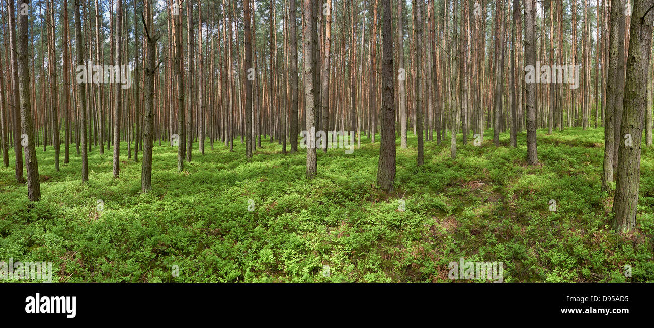 Panoramic picture of spring pine (Pinus sylvestris) forest. Groundcover ...