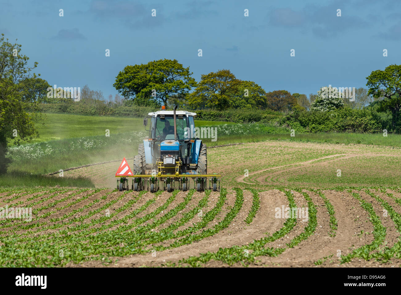 sugar beet, crop, weed, control, mechanized, hoe, tractor Stock Photo ...