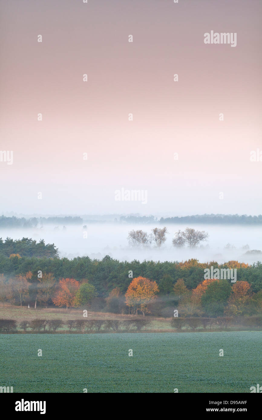 Misty dawn forest hi-res stock photography and images - Alamy