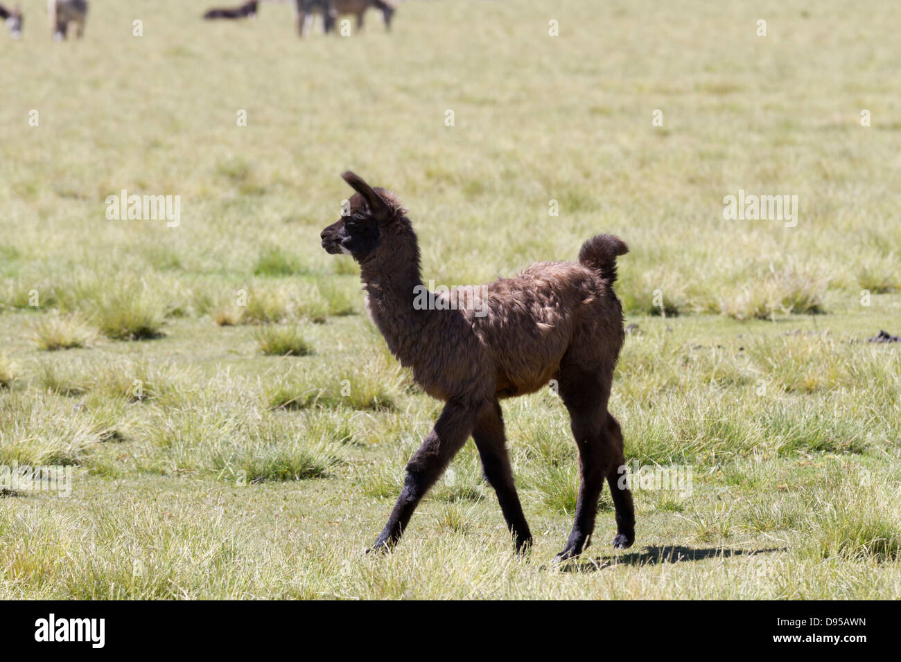 Cria Llama, Salt Flat Tours, Altiplano, Southwest Bolivia Stock Photo ...