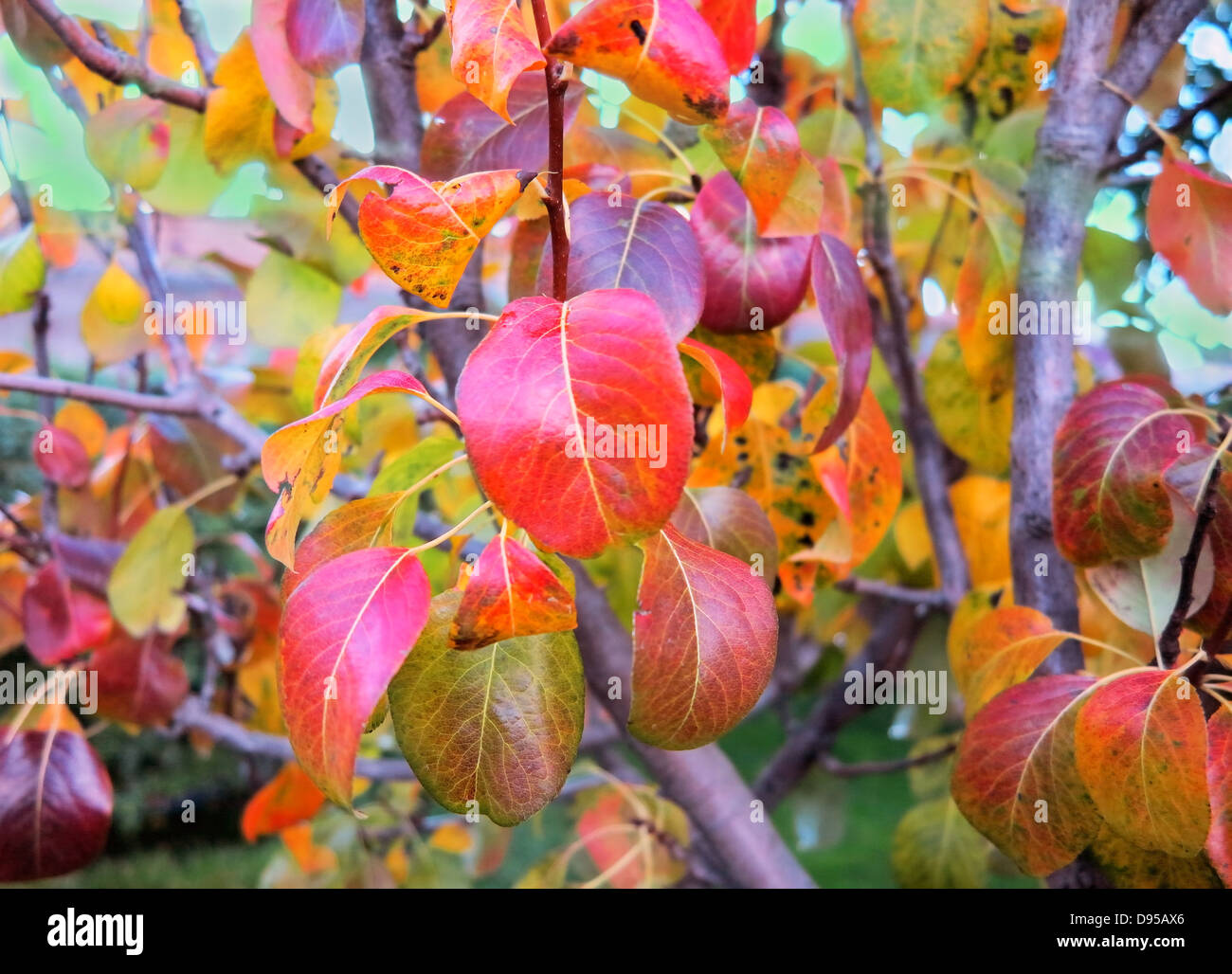 Pear tree in autumn colors hi-res stock photography and images - Alamy