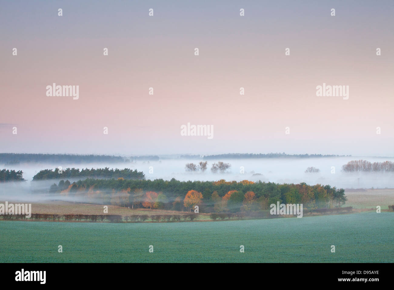 Breckland trees hi-res stock photography and images - Alamy