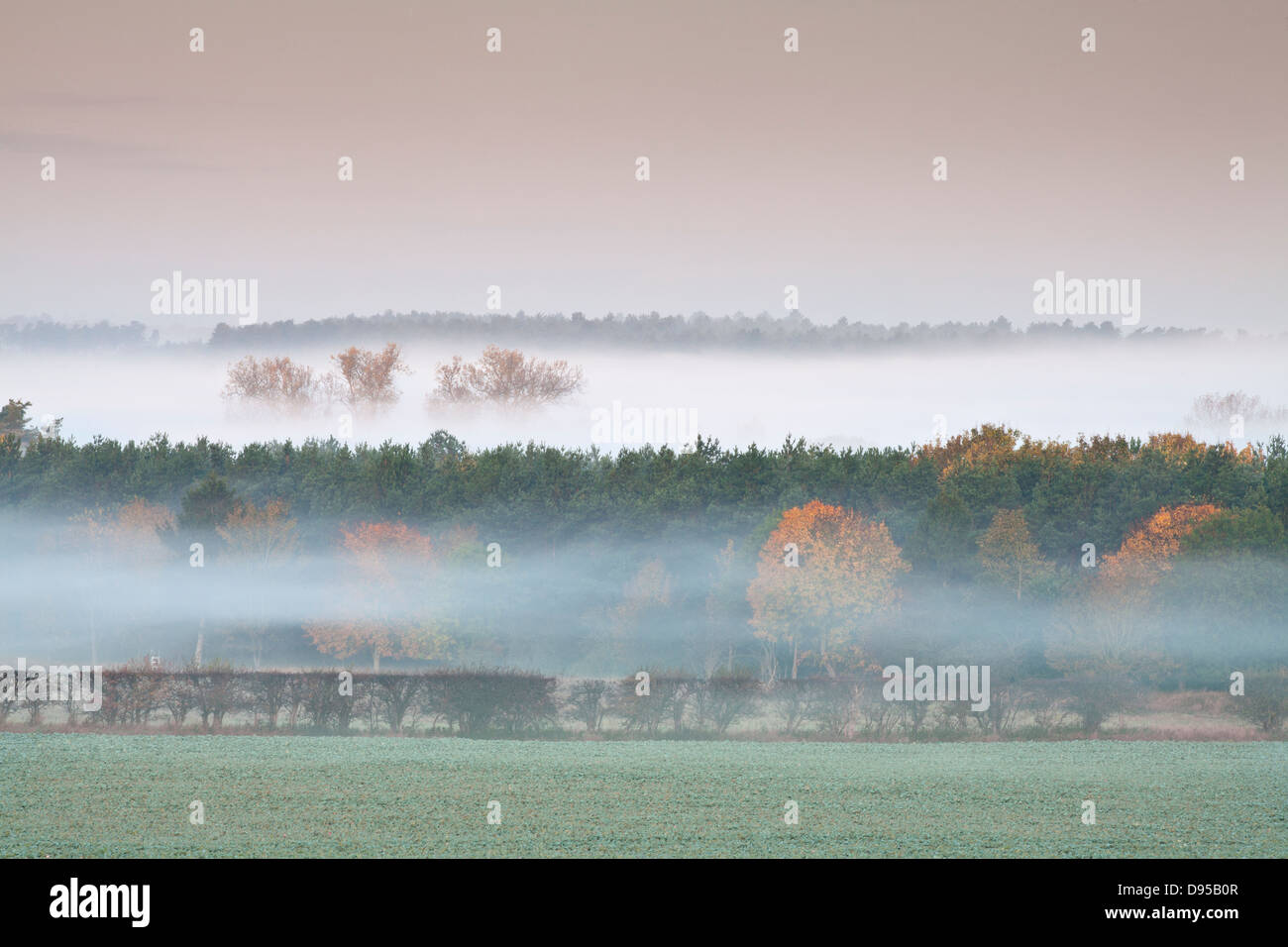 Thetford Forest Breckland High Resolution Stock Photography and Images ...
