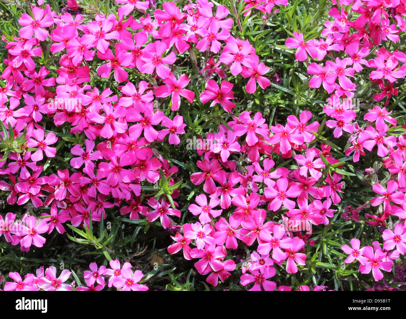Moss phlox (Phlox subulata) pink flowers Stock Photo - Alamy