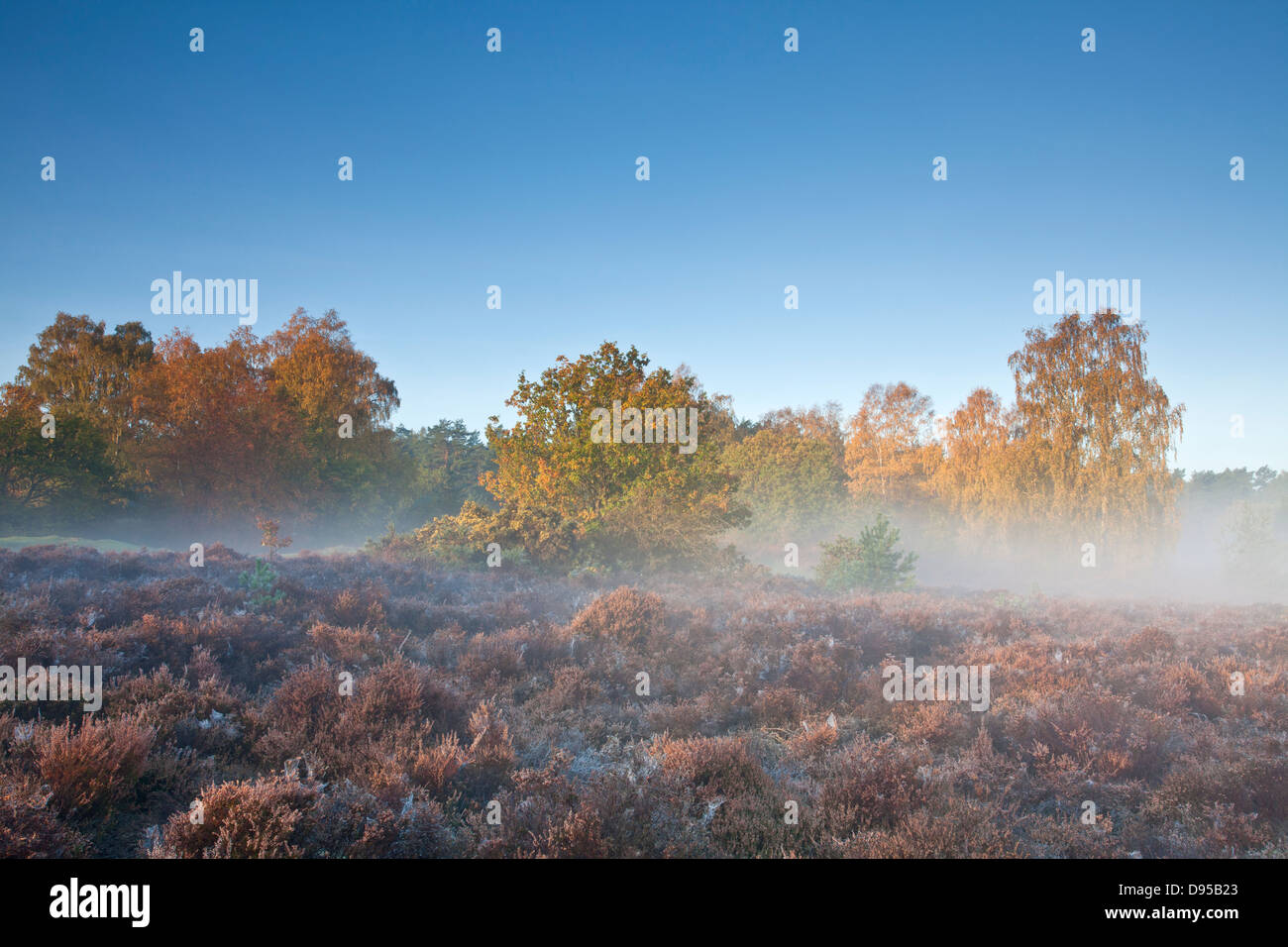 Thetford Forest Breckland High Resolution Stock Photography and Images ...