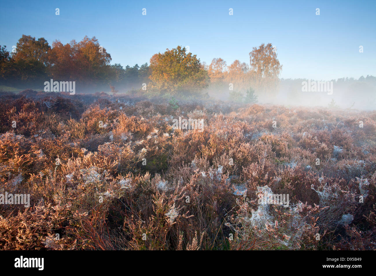 English forest mist hi-res stock photography and images - Alamy