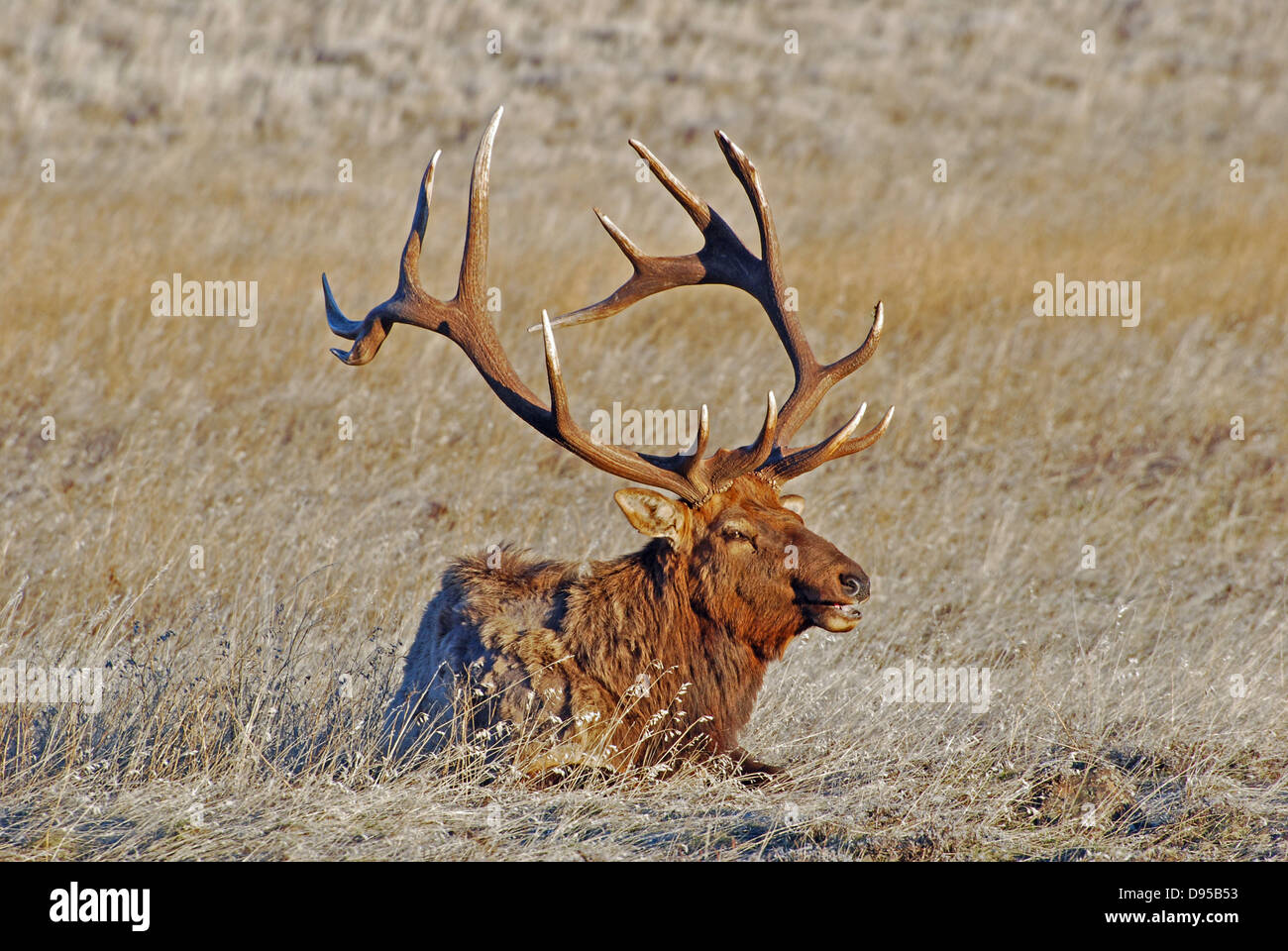 Elk ridge hi-res stock photography and images - Alamy