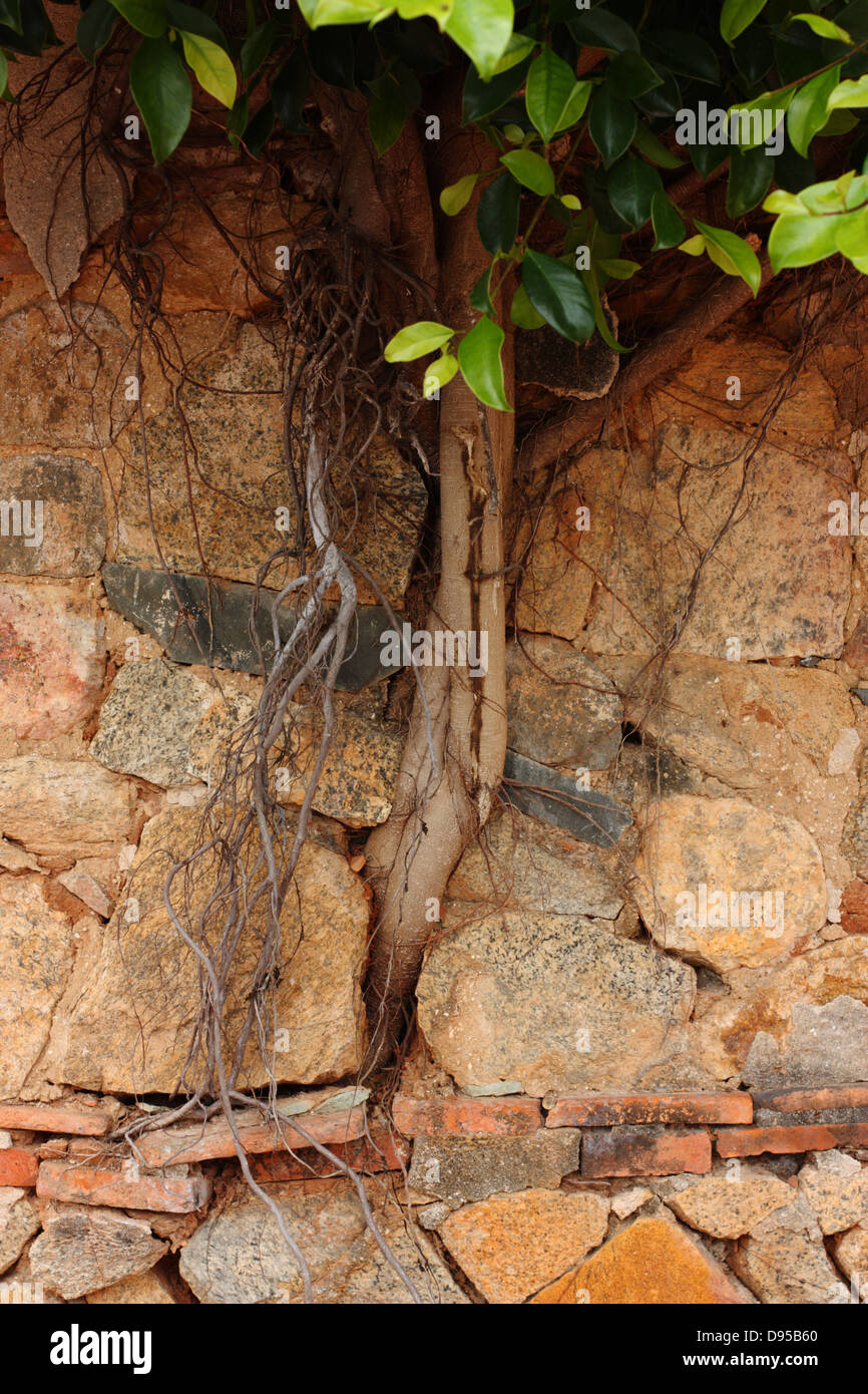 A tree coming through the wall at an old overgrown traditional house ...