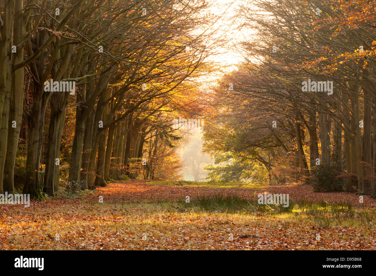 Felbrigg hall autumn hi-res stock photography and images - Alamy