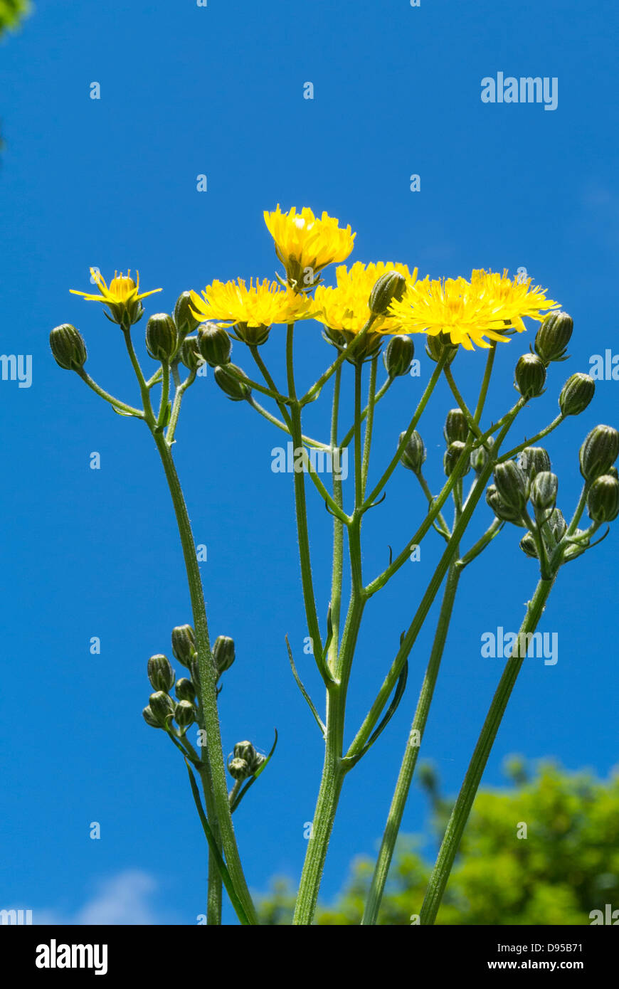 Crepis biennis Rough Hawk's-beard, England, June Stock Photo - Alamy