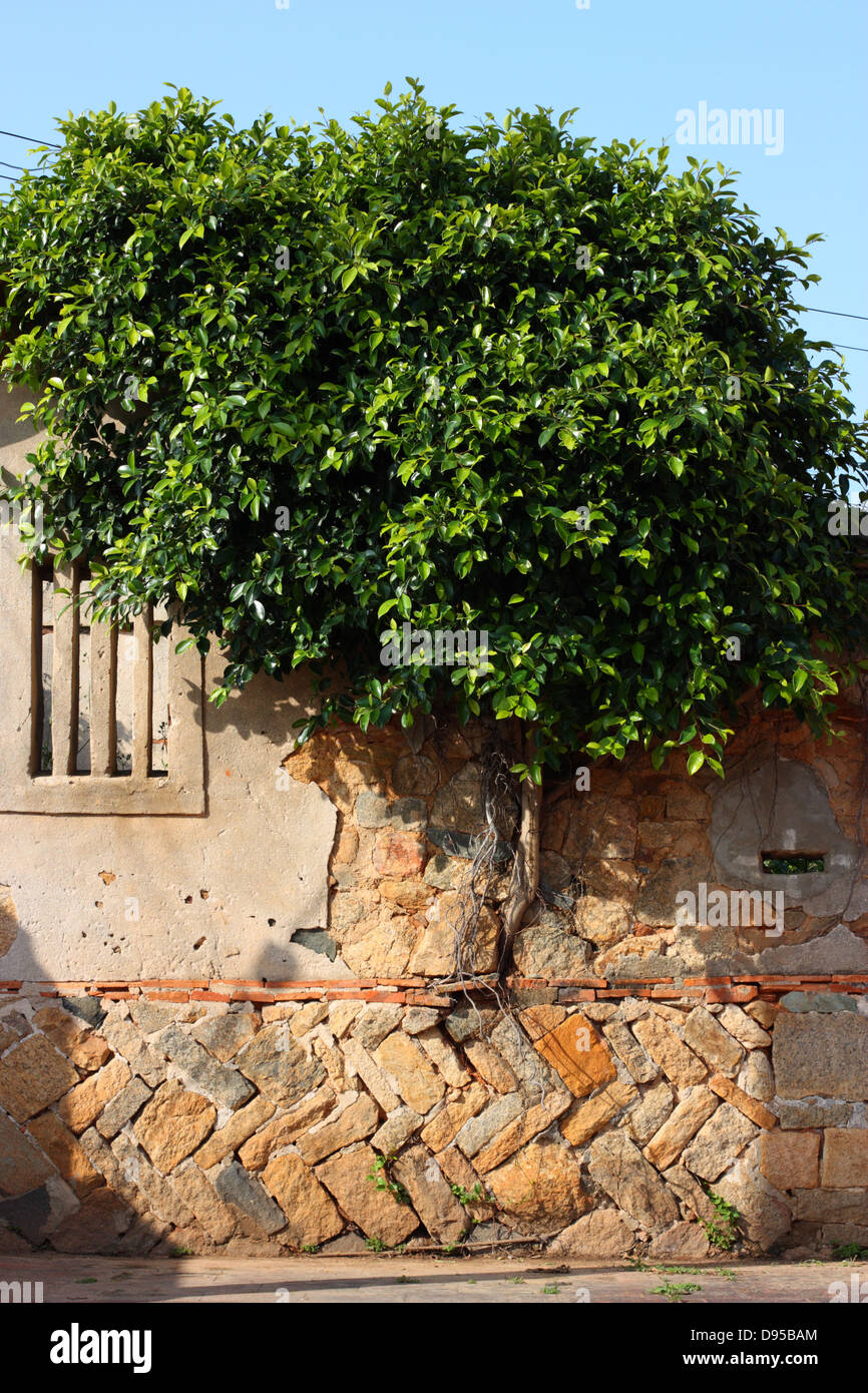 A tree coming through the wall at an old overgrown traditional house ...