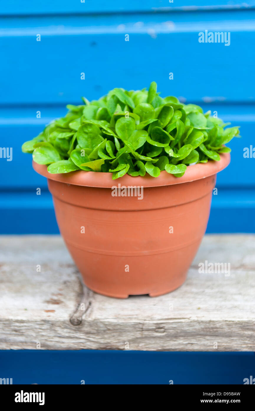 Lambs lettuce growing pot hi-res stock photography and images - Alamy