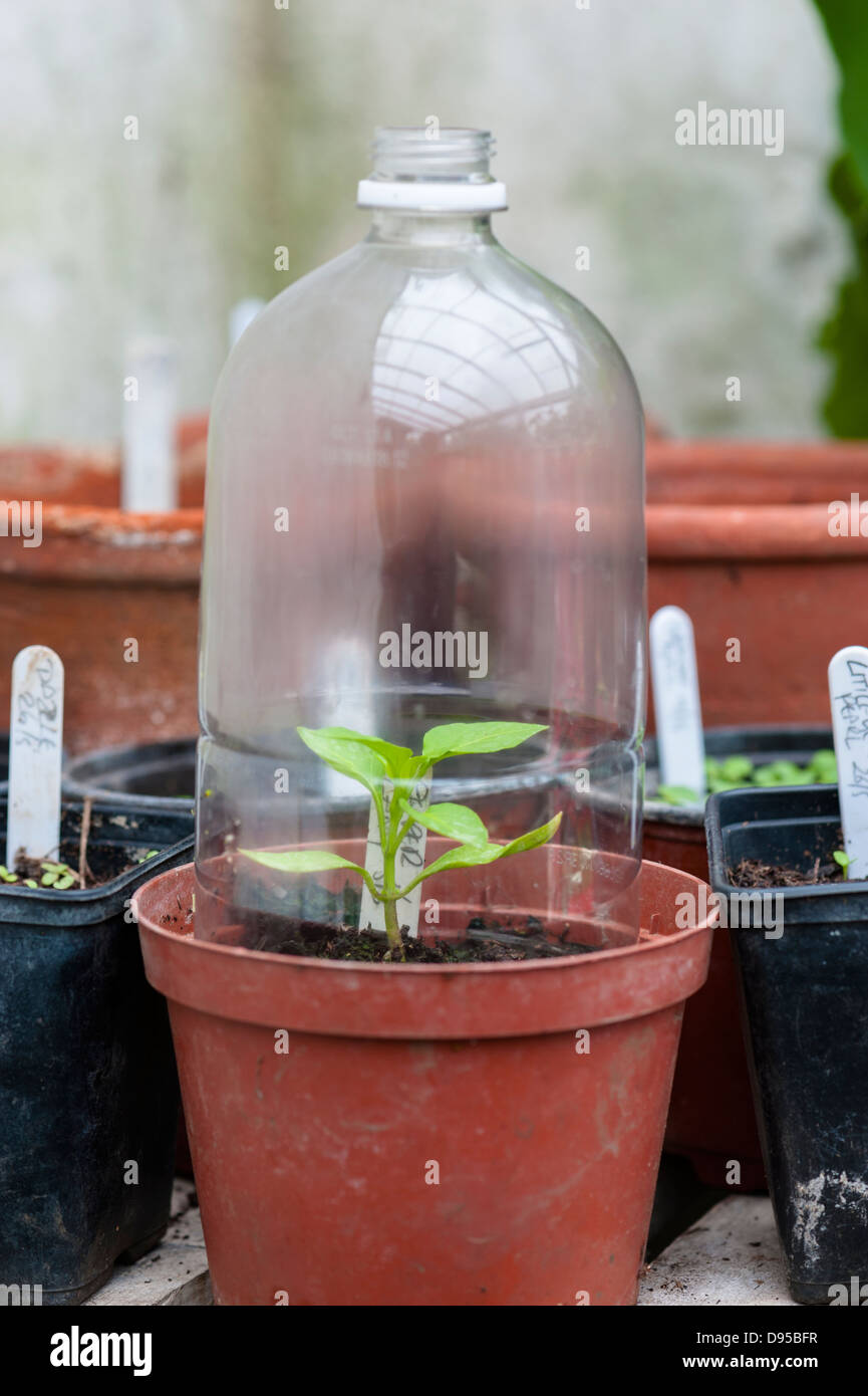Chilli plant under fizzy drinks bottle as a protective cloche, Norfolk ...