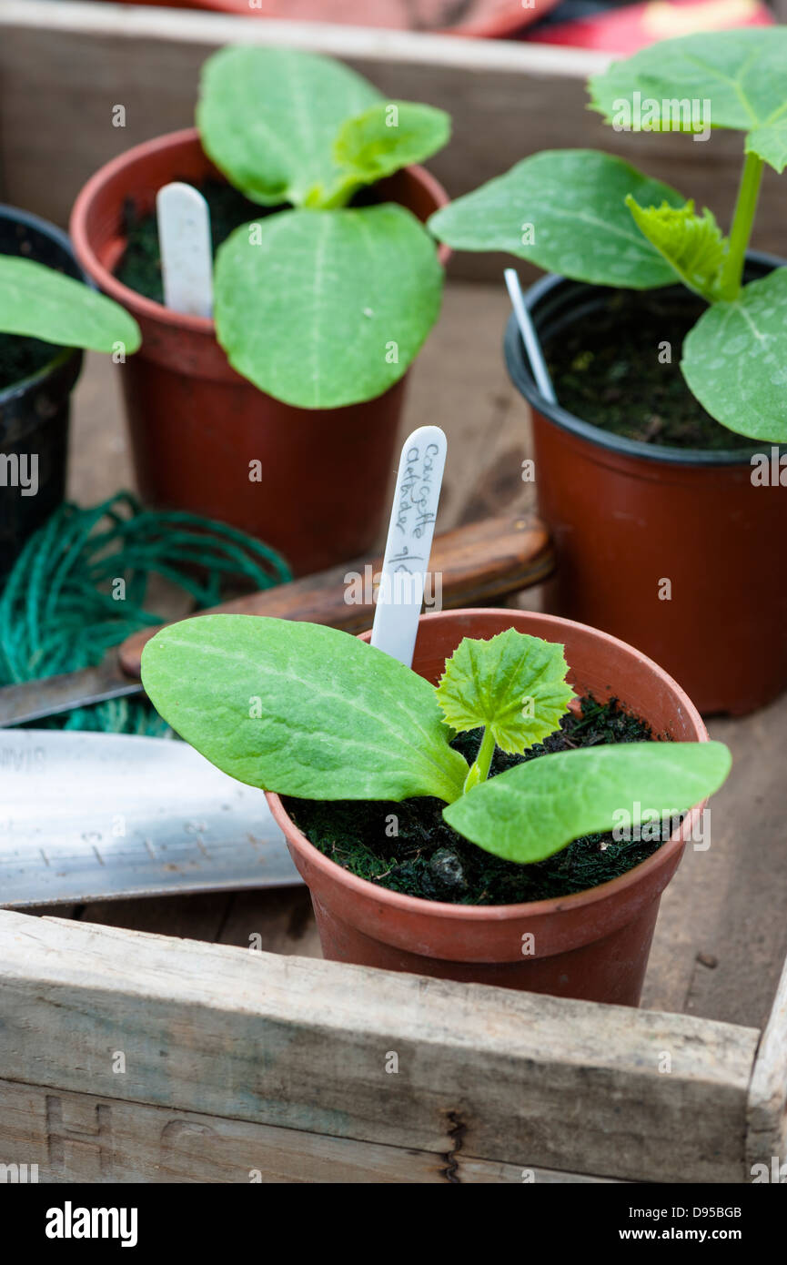 Planting courgette hi-res stock photography and images - Alamy