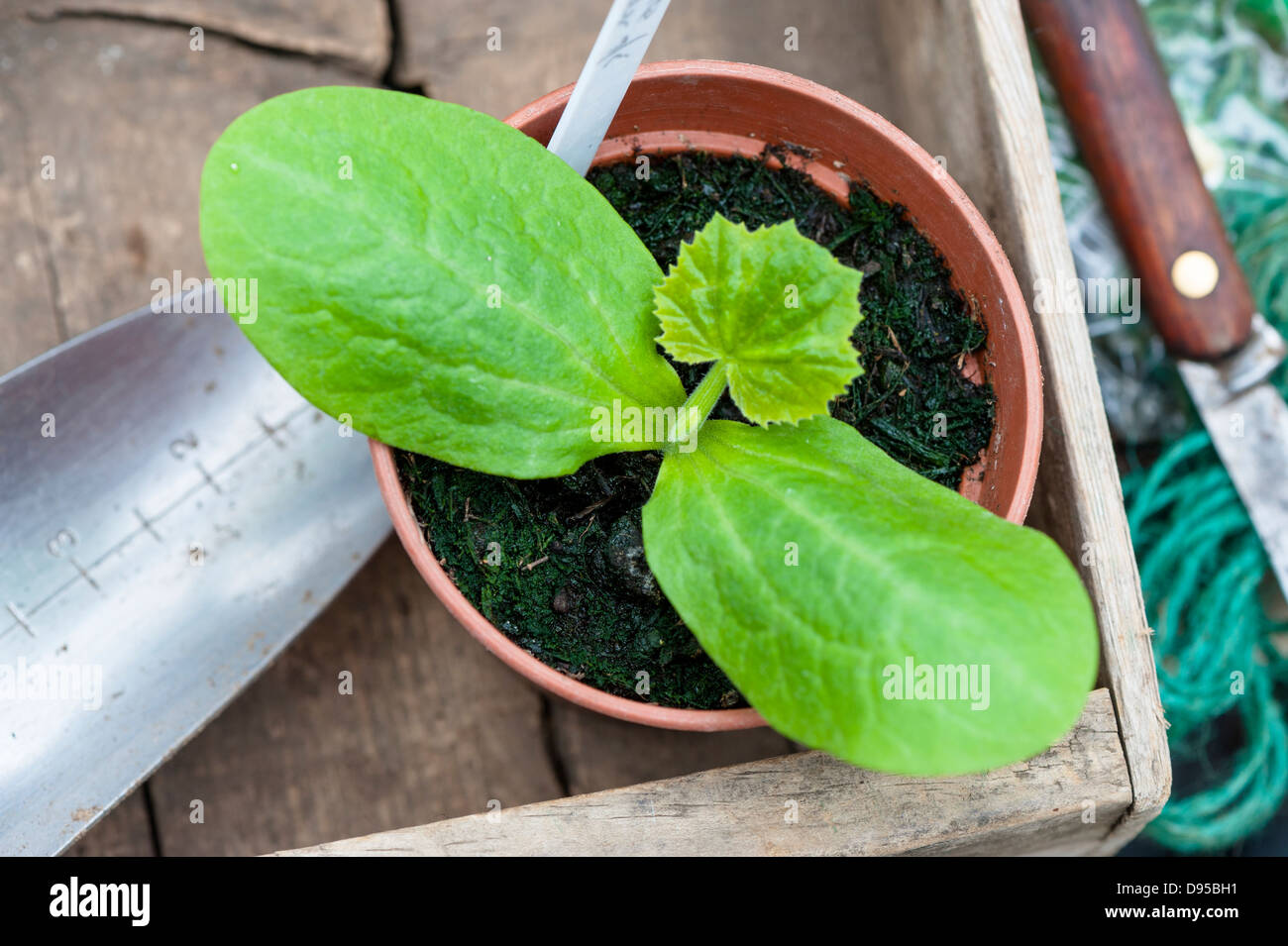 Plant Raising High Resolution Stock Photography and Images - Alamy
