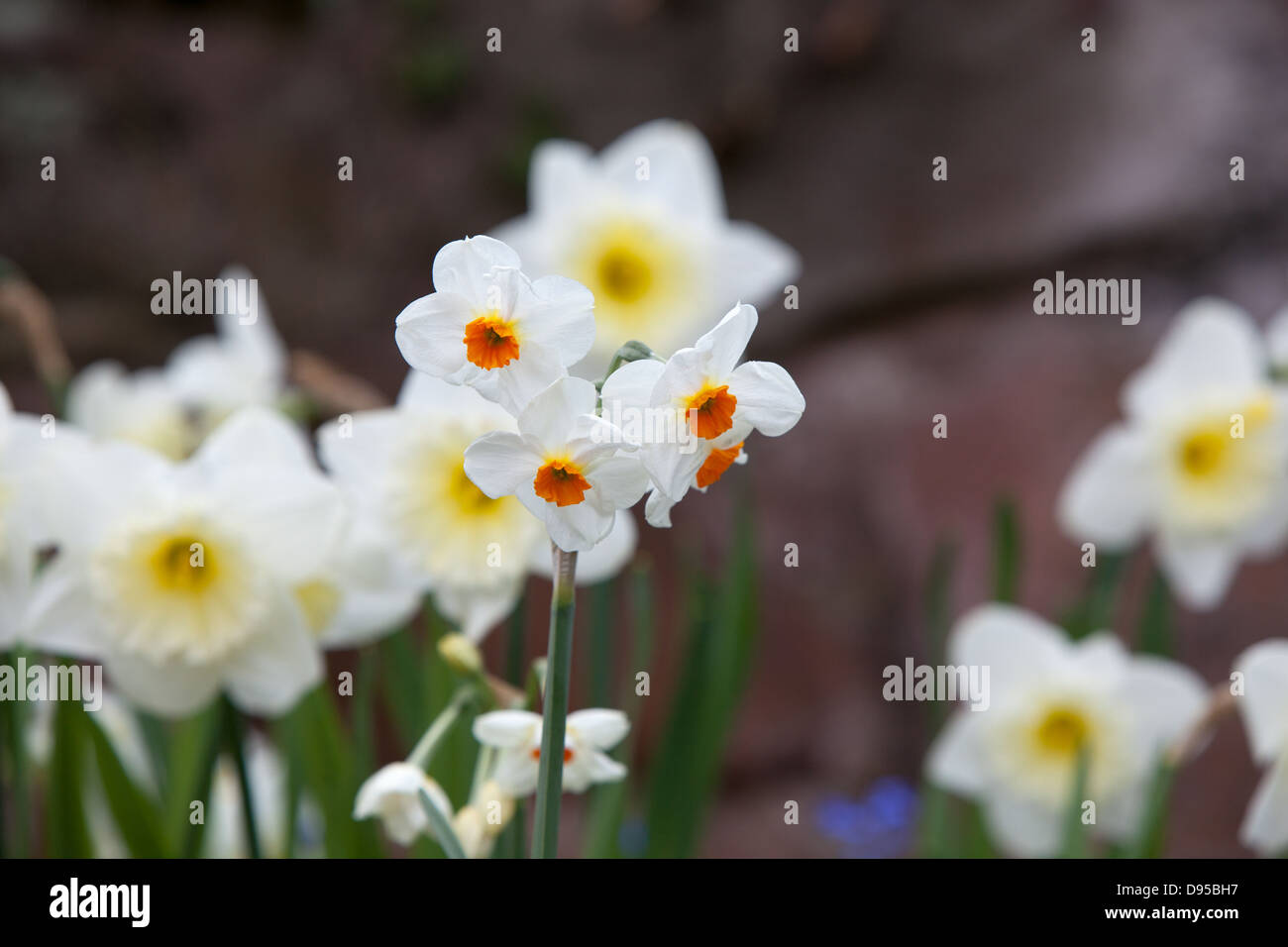 A display of Spring daffodils outside in a garden Stock Photo - Alamy