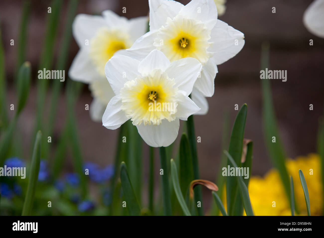 A display of Spring daffodils outside in a garden Stock Photo - Alamy
