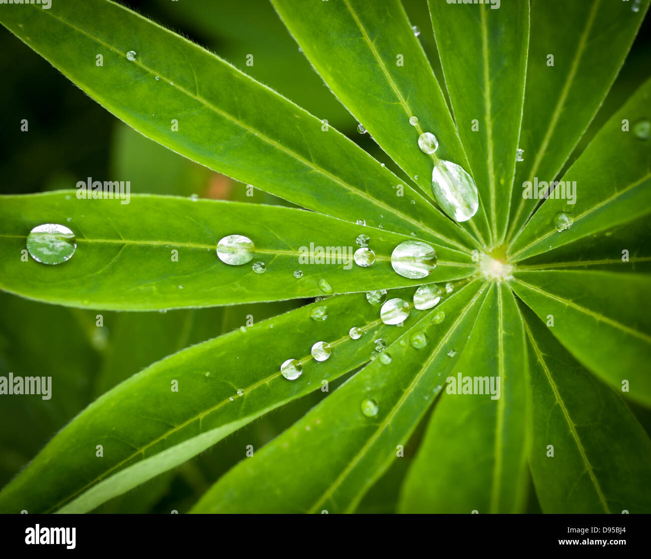 Water drops on leaves Stock Photo - Alamy