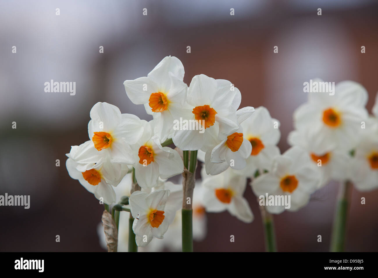 A display of Spring daffodils outside in a garden Stock Photo - Alamy