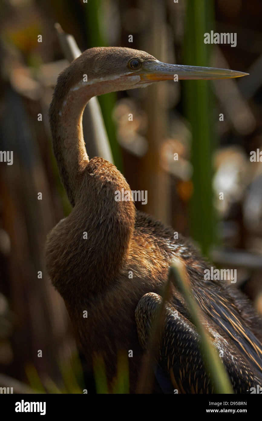 Juvenile anhinga hi-res stock photography and images - Alamy