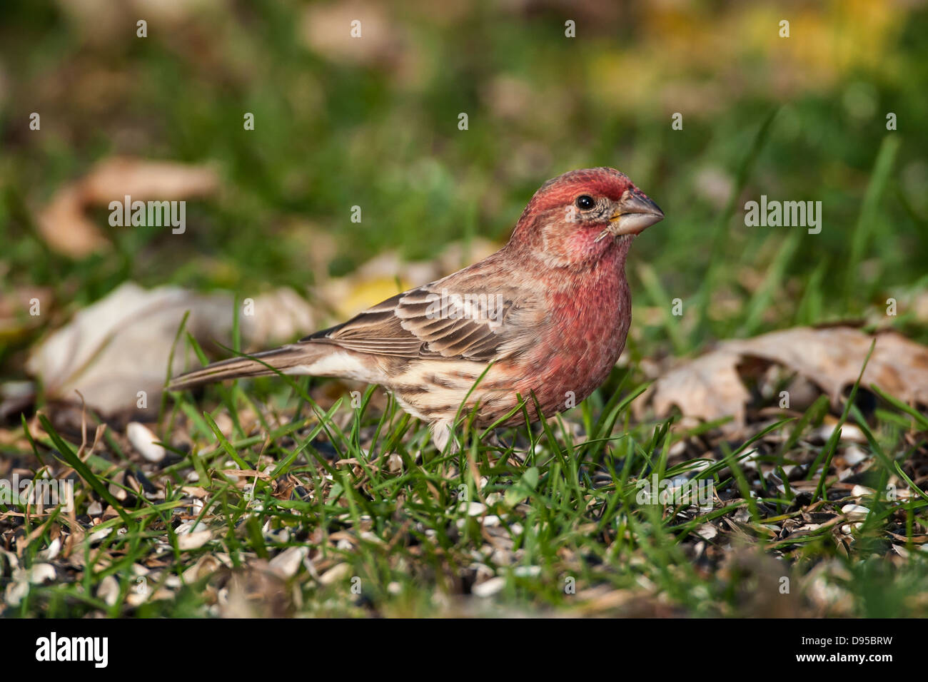 Forage house hi-res stock photography and images - Alamy
