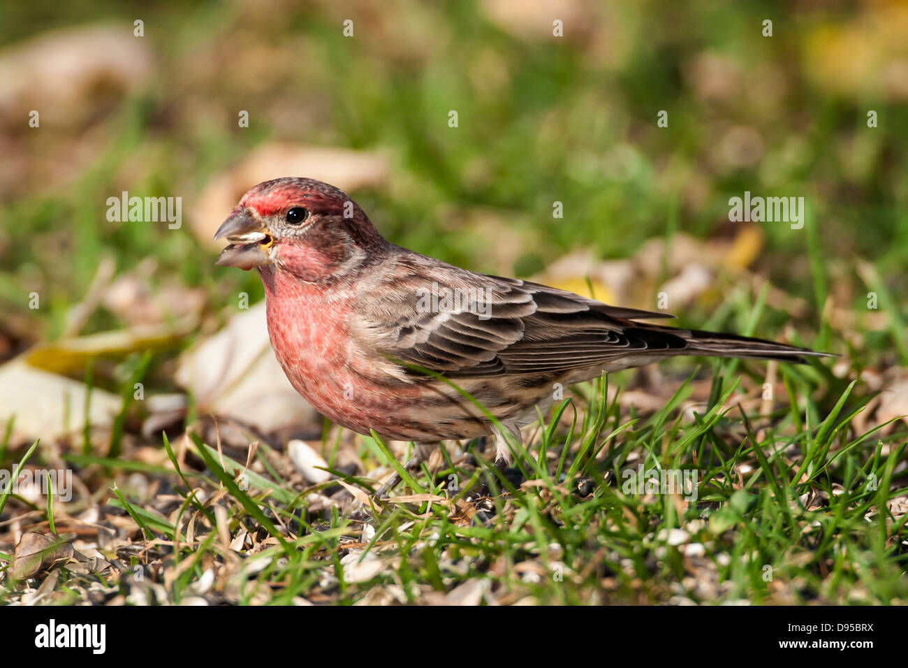 Male House Finch foraging for seeds in green grass Stock Photo - Alamy
