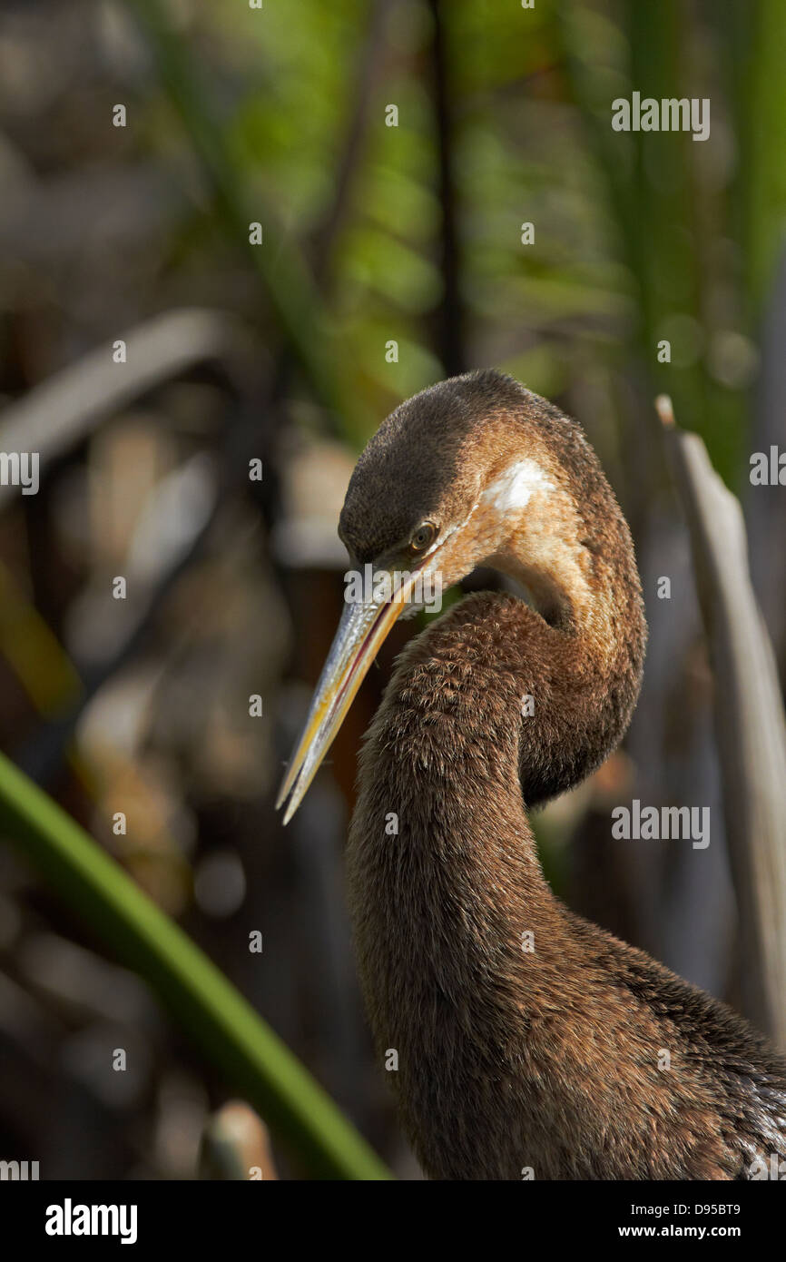 Juvenile anhinga hi-res stock photography and images - Alamy