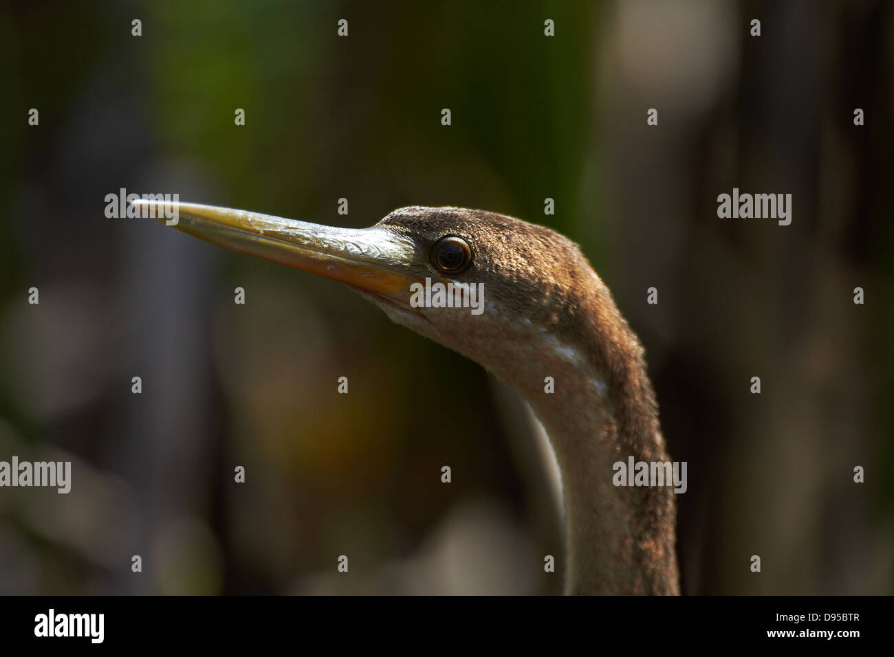 Juvenile anhinga hi-res stock photography and images - Alamy