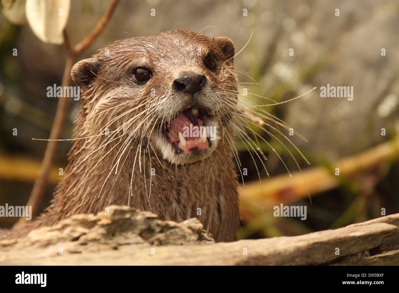 River Otter Teeth