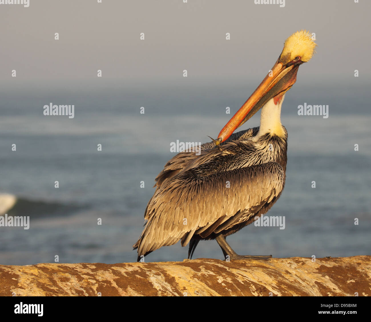 A Brown Pelican preening along the Pacific Ocean in southern California ...