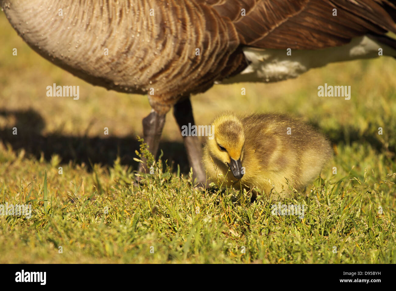 A Canadian Goose gosling under the protective wing of its mother Stock ...