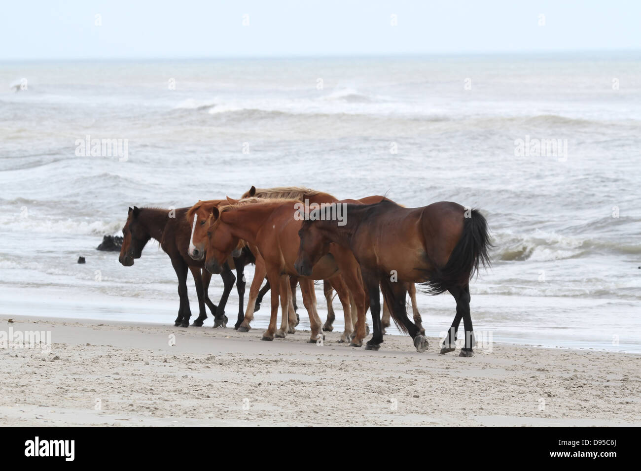 Wild Horses of Corolla, North Carolina, USA Stock Photo - Alamy