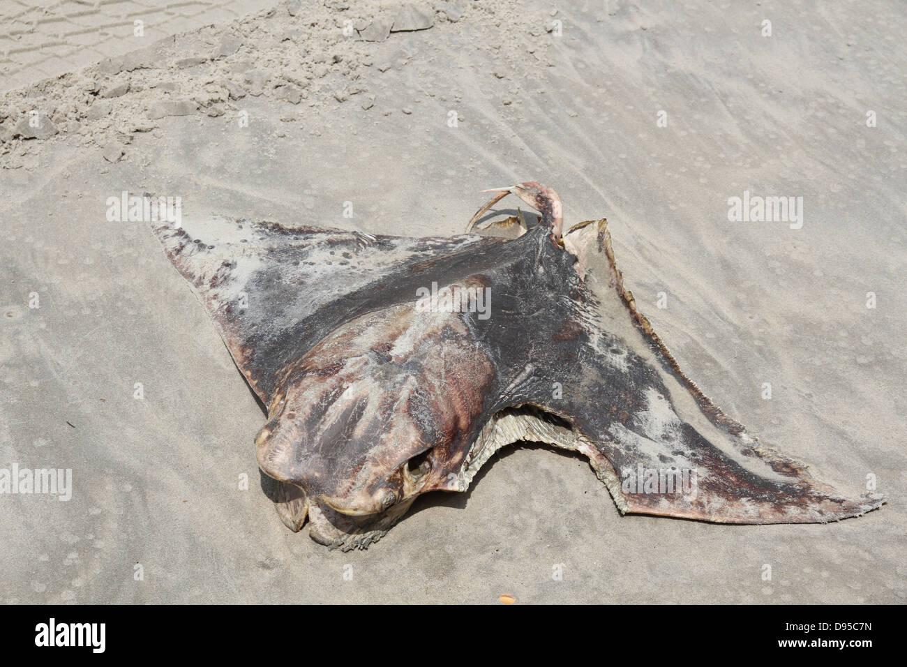A dead and decaying Stingray on the beach Stock Photo - Alamy