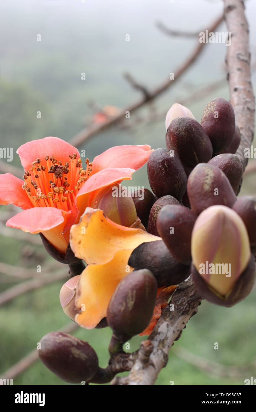 Bombax Ceiba (Red Silk Cotton Tree) next to Kinmen City's north gate ...
