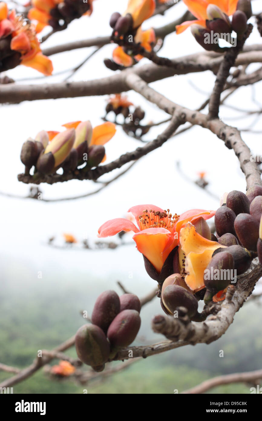 Bombax Ceiba (Red Silk Cotton Tree) next to Kinmen City's north gate ...