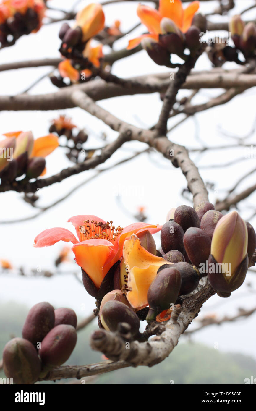 Bombax Ceiba (Red Silk Cotton Tree) next to Kinmen City's north gate ...