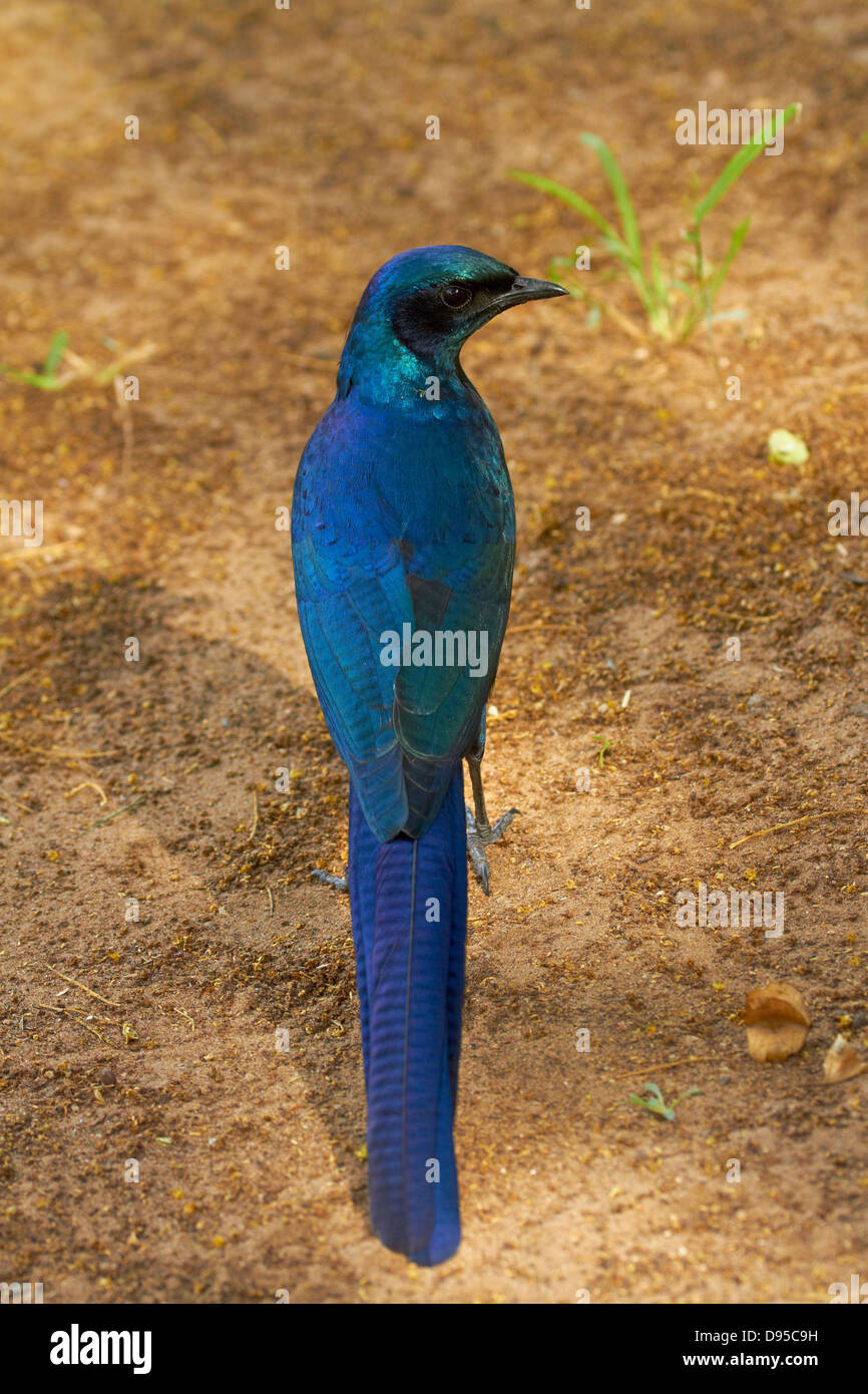 Purple glossy starlings hi-res stock photography and images - Alamy