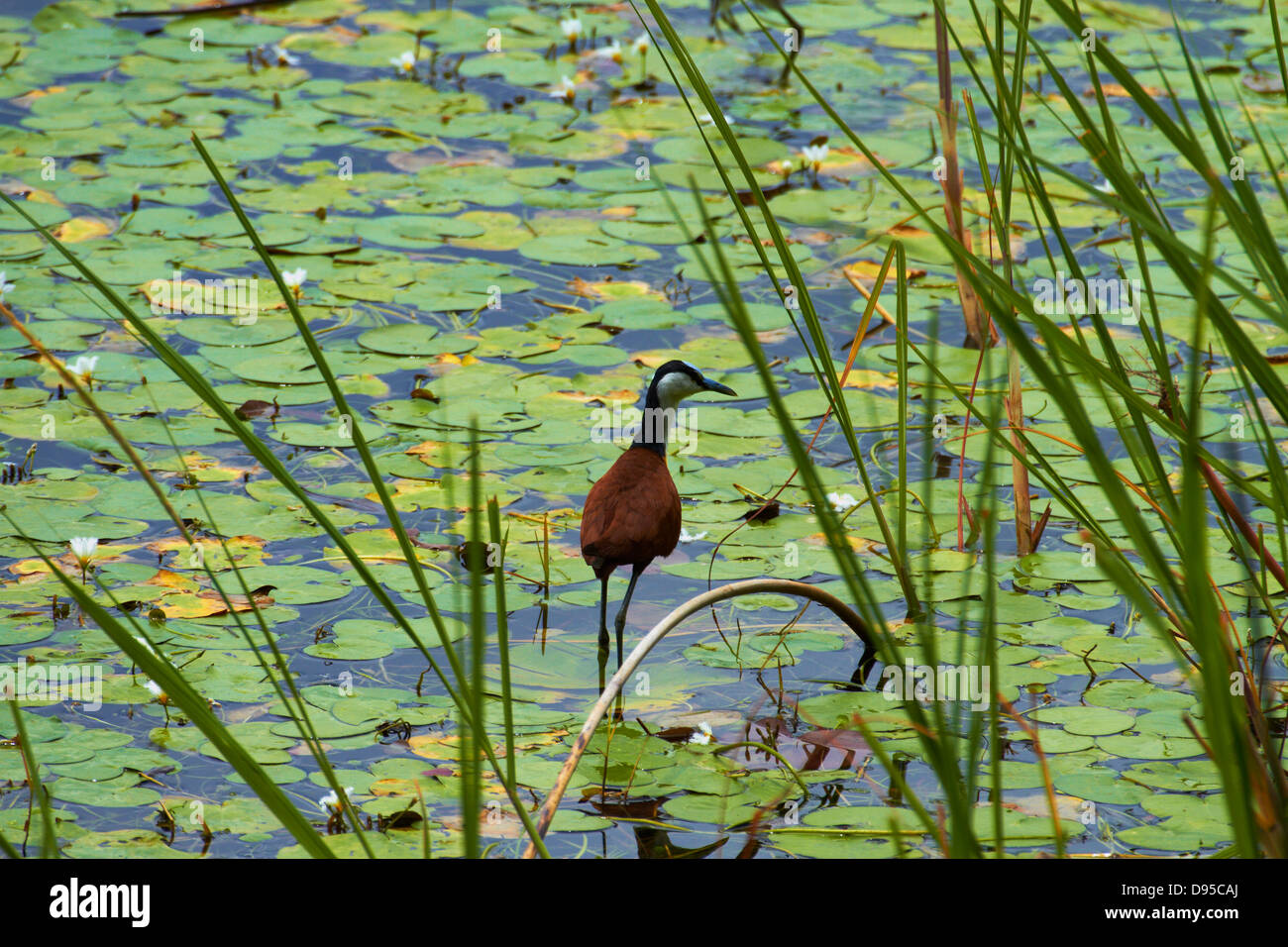 African Jacana or Lily Trotter walking on lily pads (Actophilornis ...