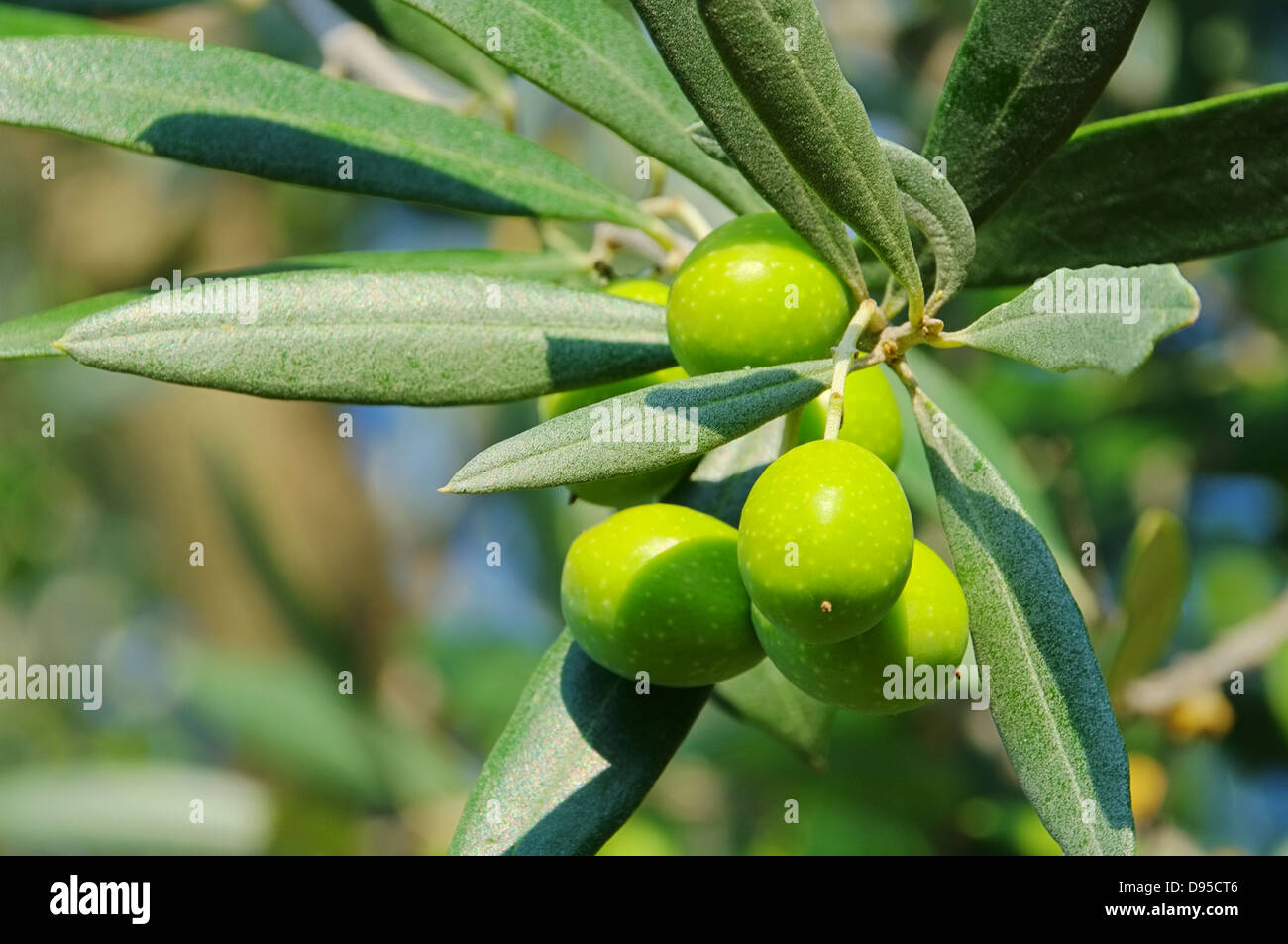 Olive hi-res stock photography and images - Alamy