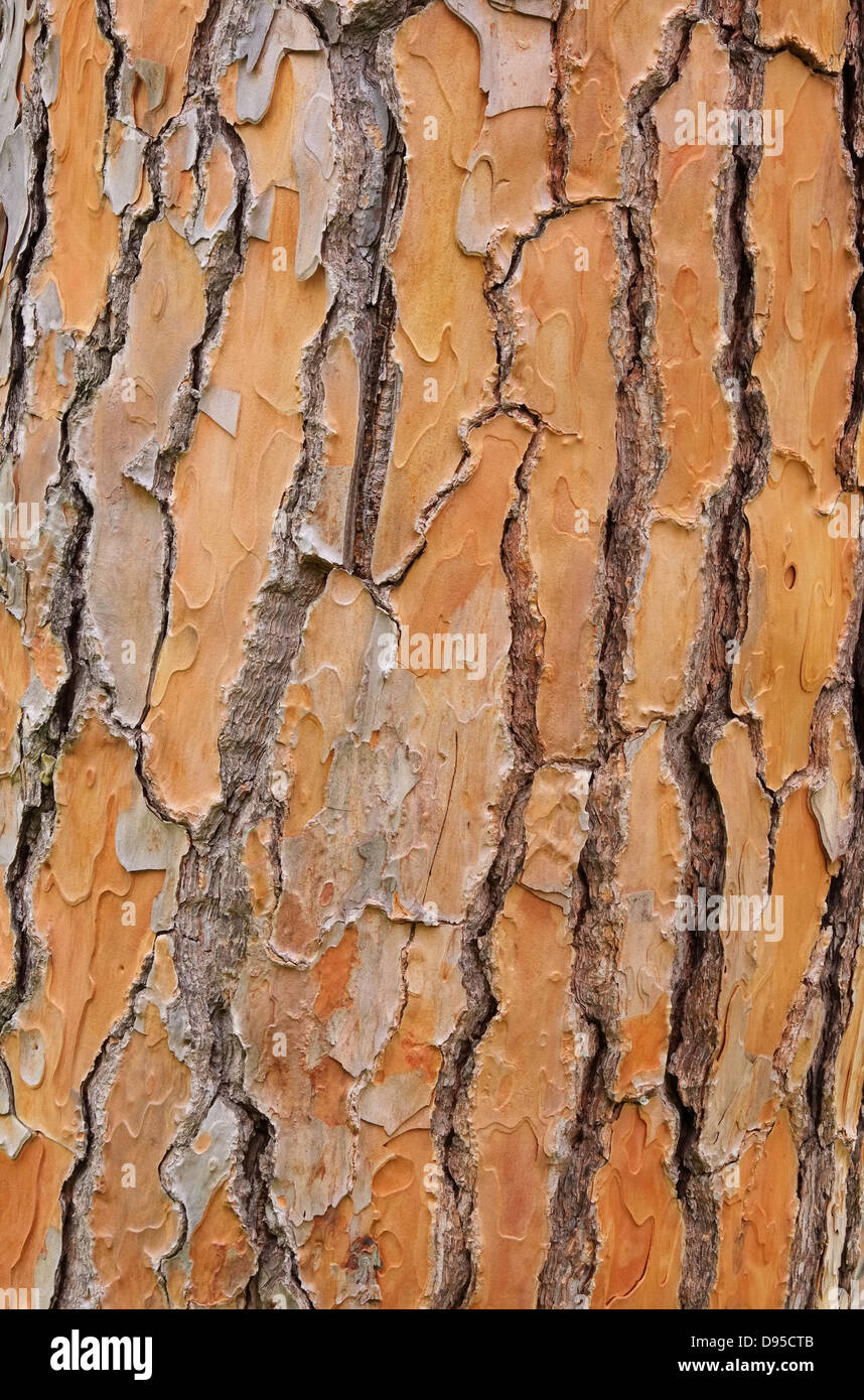 Stamm rinde detail hi-res stock photography and images - Alamy