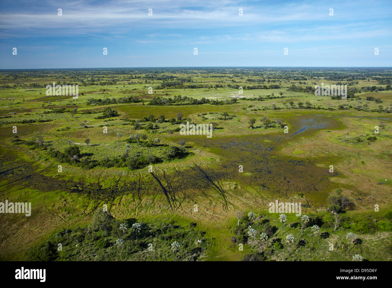 Animal tracks through the swamp, Okavango Delta, Botswana, Africa ...