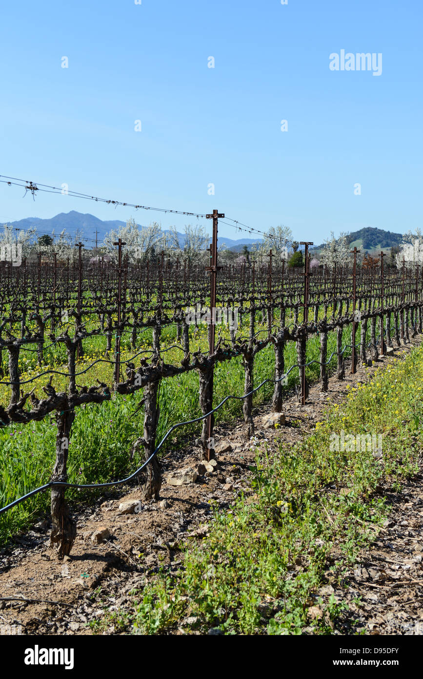Grapevines in Spring Stock Photo - Alamy
